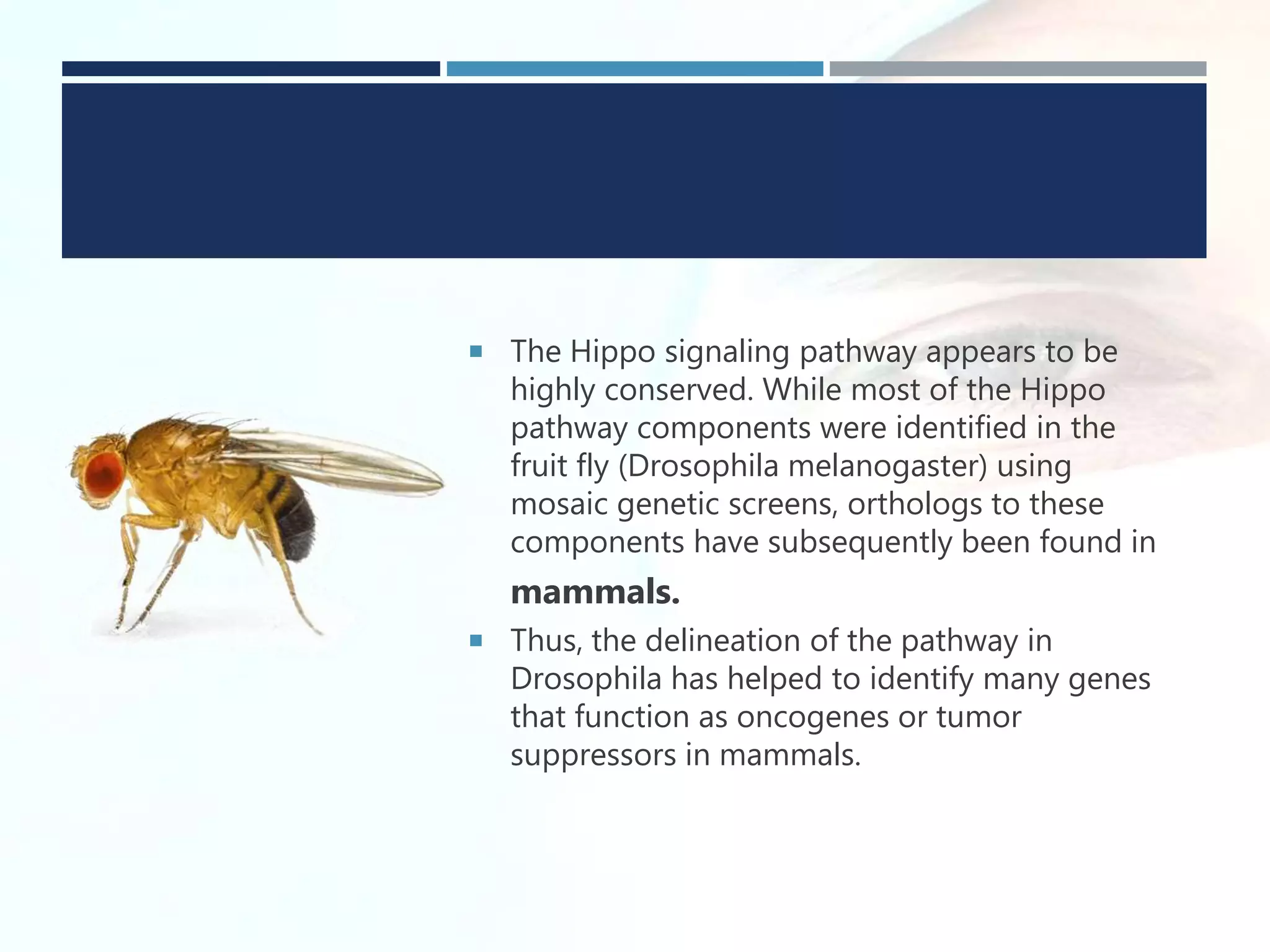 Hippo pathoway | PPTX