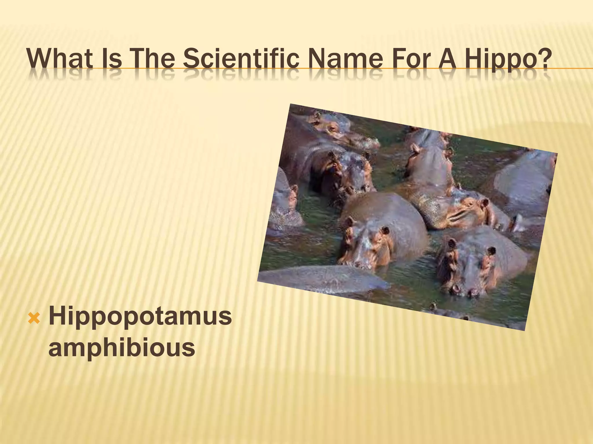 Hippopotamus | PPTX