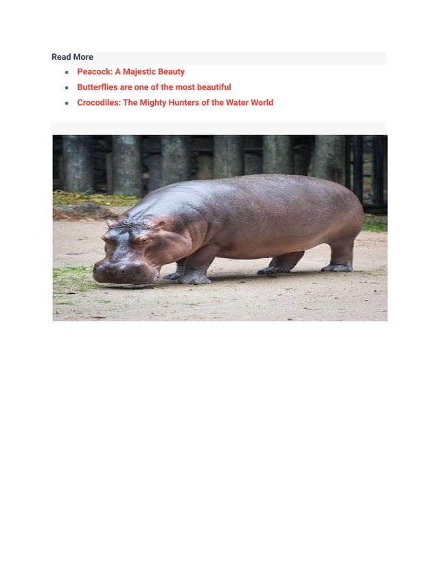 Hippopotamus.pdf | Large Animals | Pets