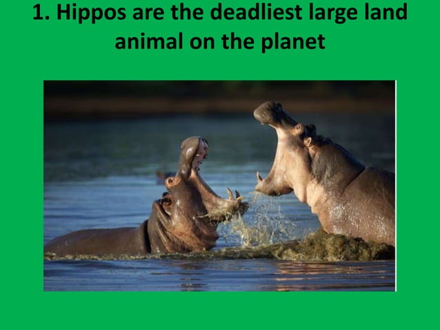 Hippopotamus Facts.pptx