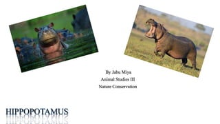 Hippopotamus presentation | PPTX