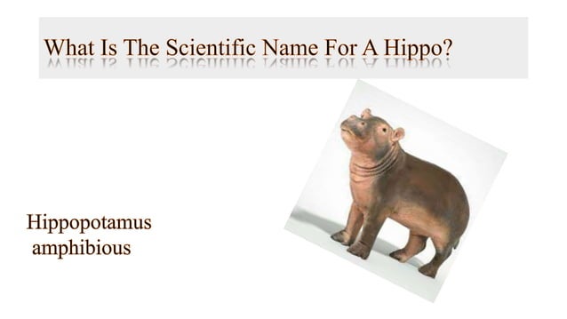 Hippopotamus presentation | PPTX