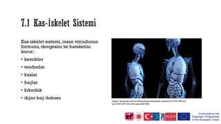 Hippotherapy module 7 TR | PPT