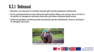 Hippotherapy module 8 TR | PPT