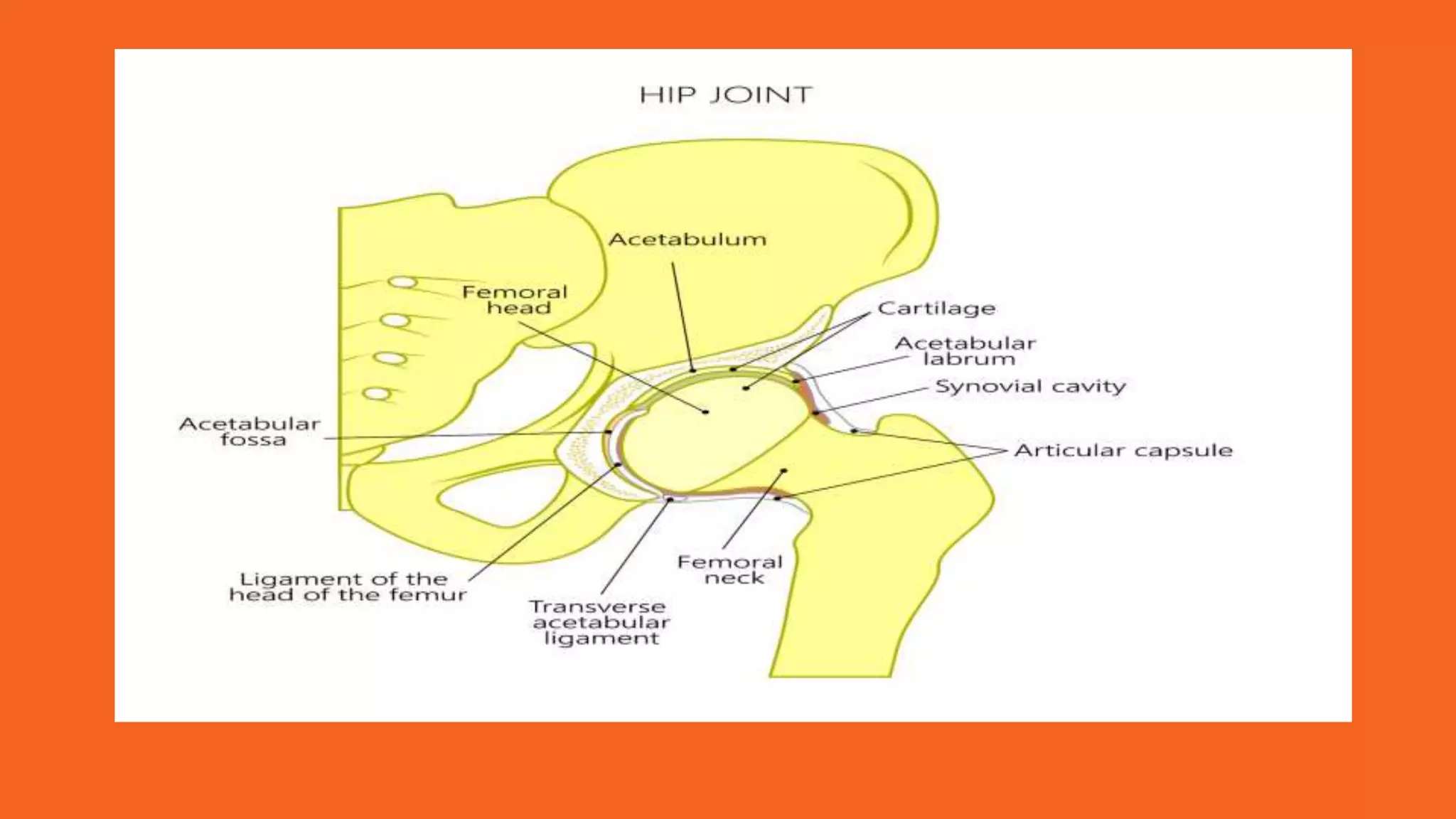 Hips ultrasound...pptx