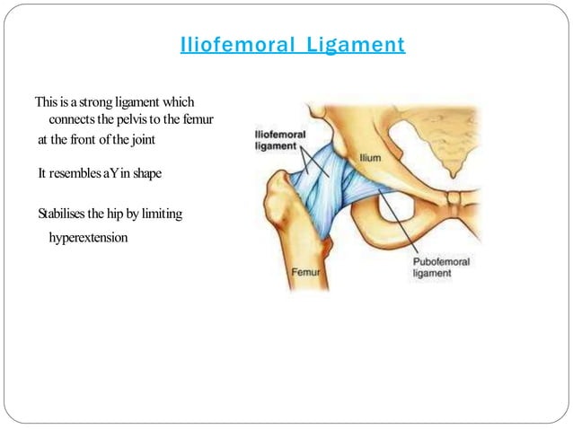 Hip examination | PPTX