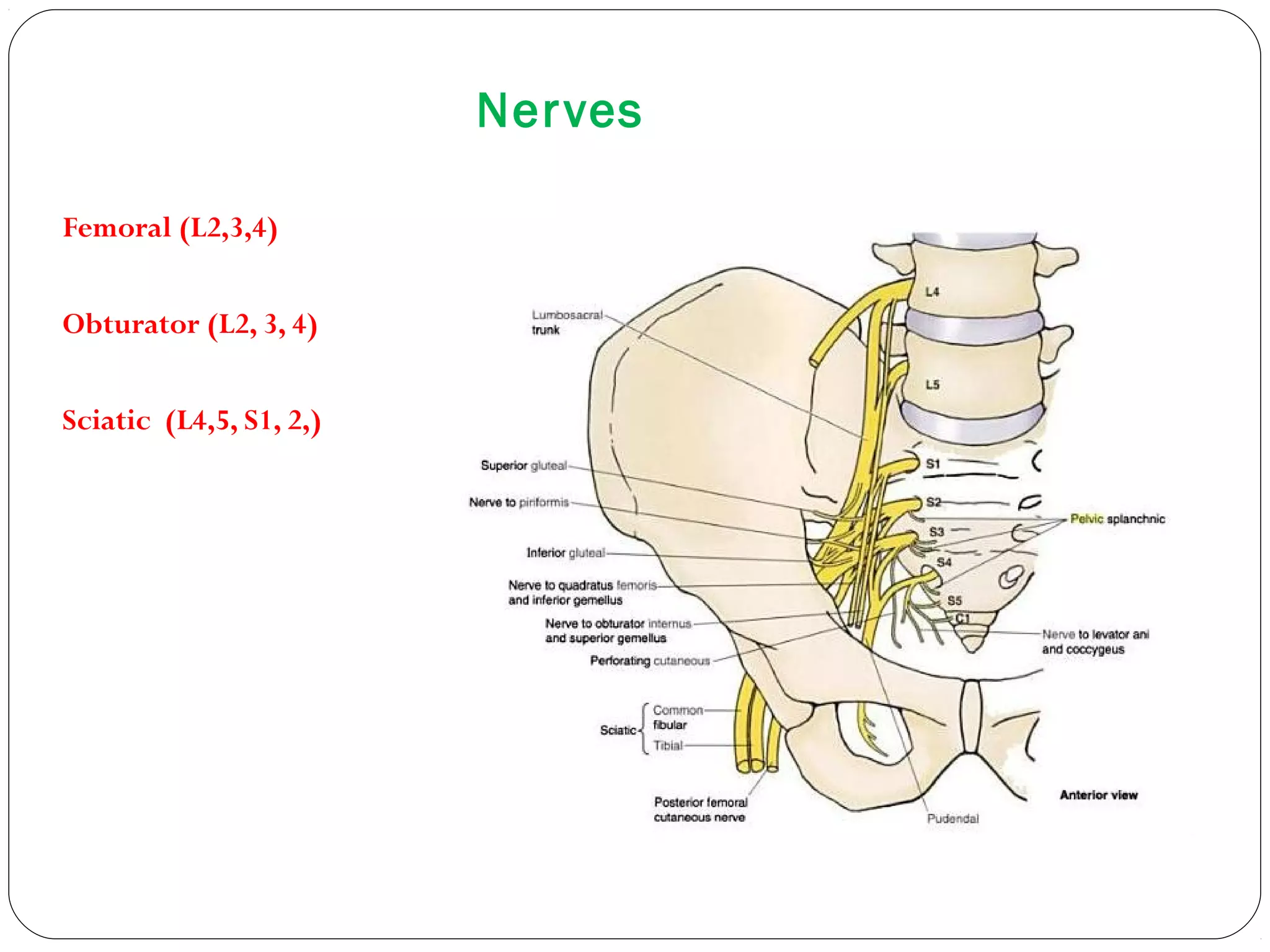 Clinical Examination of Hip | PPT
