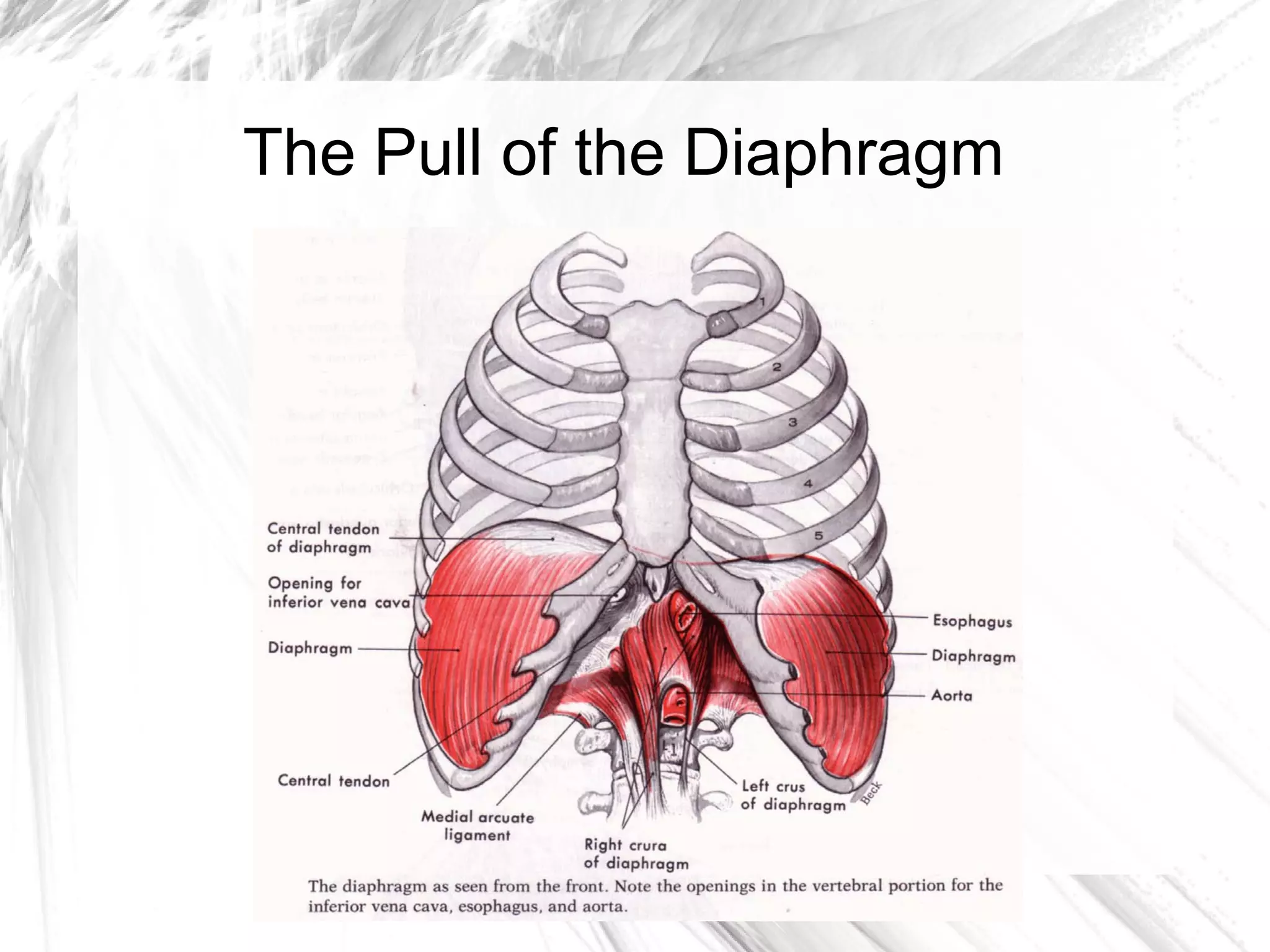 Hip shifts and rotations causes, assessments and corrections | PPT