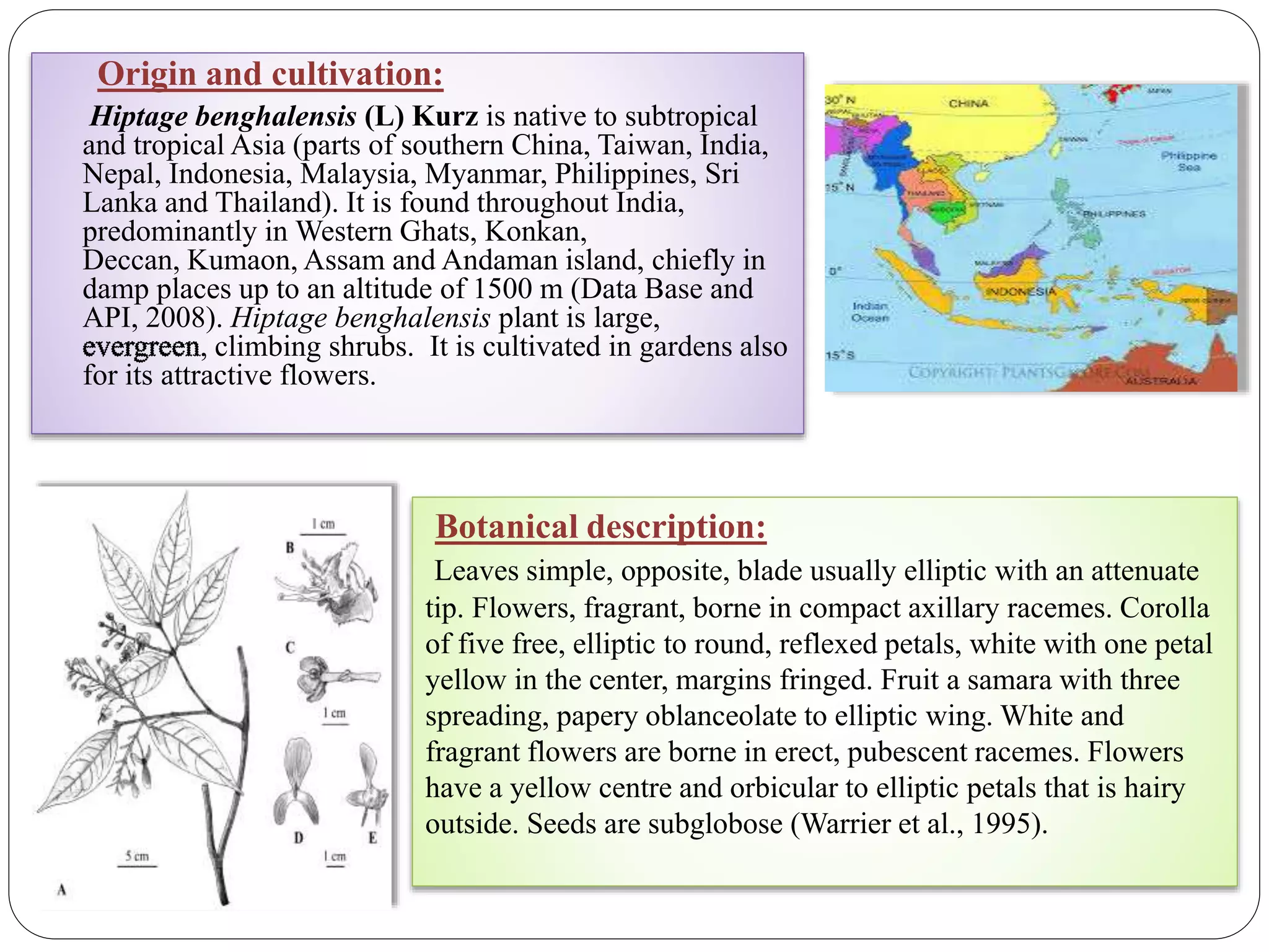 Hiptage presentation for pharmacognosy and phytochemistry | PPTX