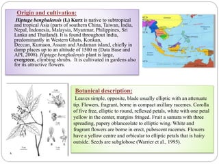 Hiptage presentation for pharmacognosy and phytochemistry | PPTX