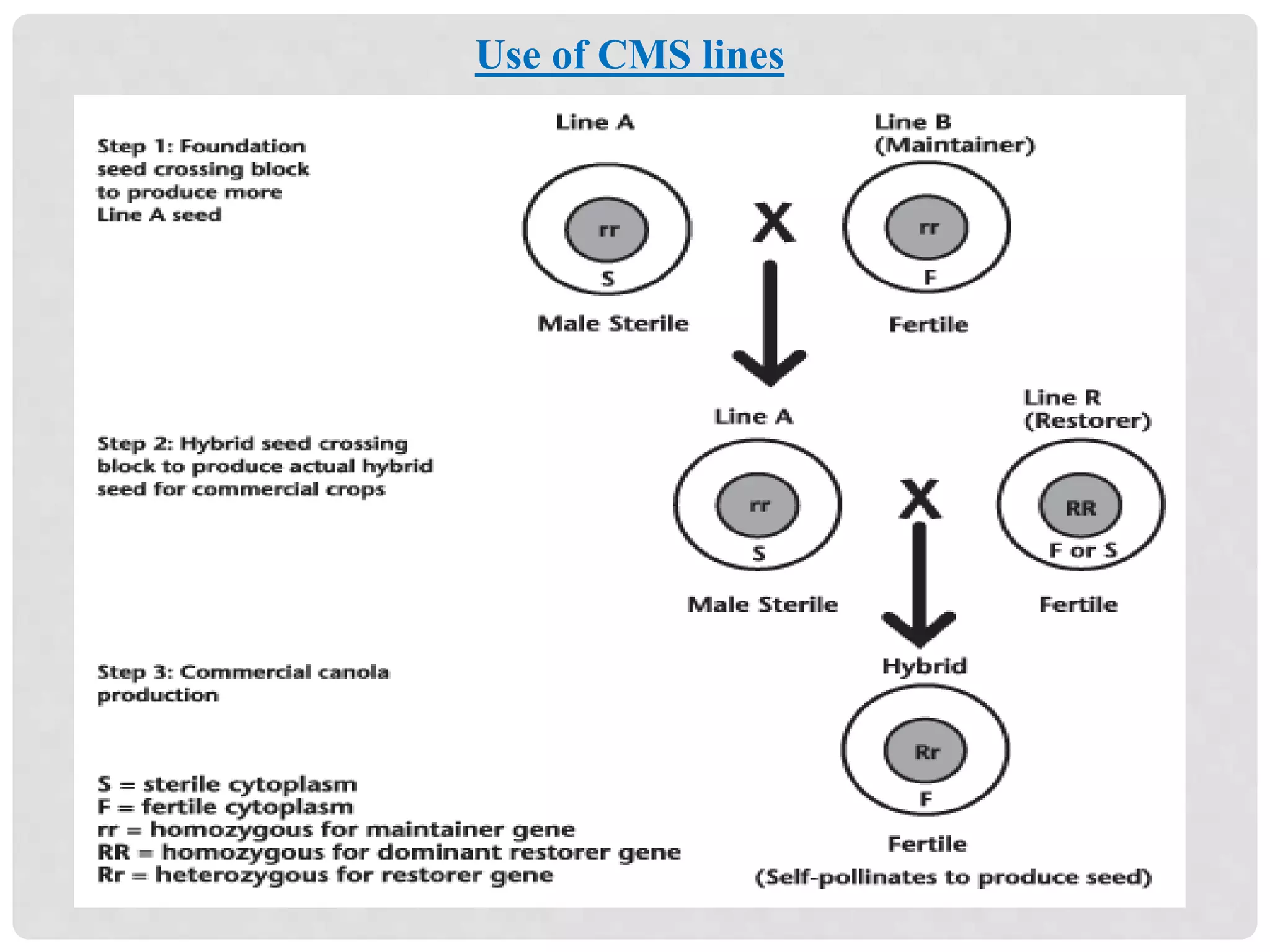 Male sterility, types and utilization in hybrid seed production | PPTX