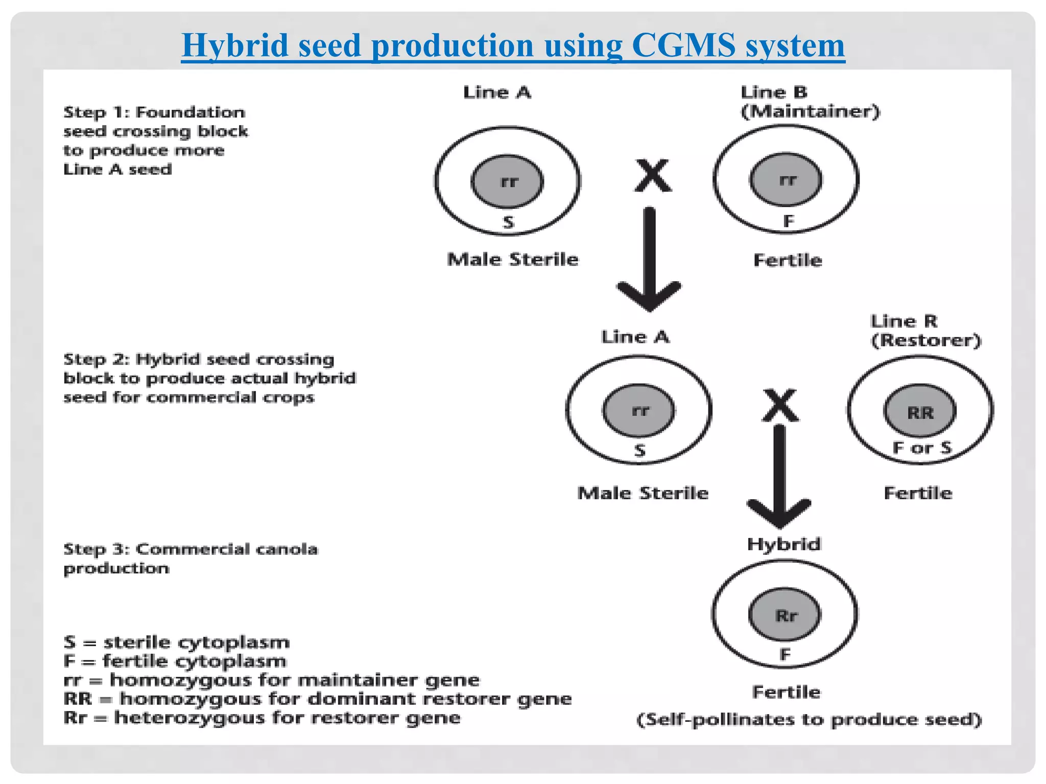 Male sterility, types and utilization in hybrid seed production | PPTX