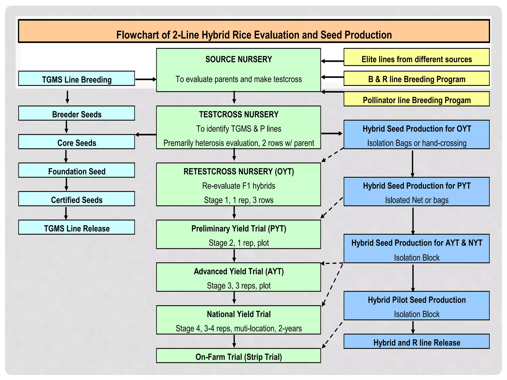 Male sterility, types and utilization in hybrid seed production | PPTX