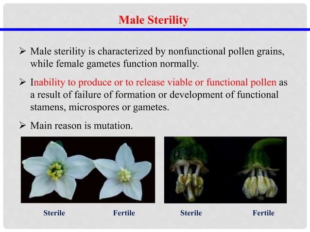 Male sterility, types and utilization in hybrid seed production | PPTX