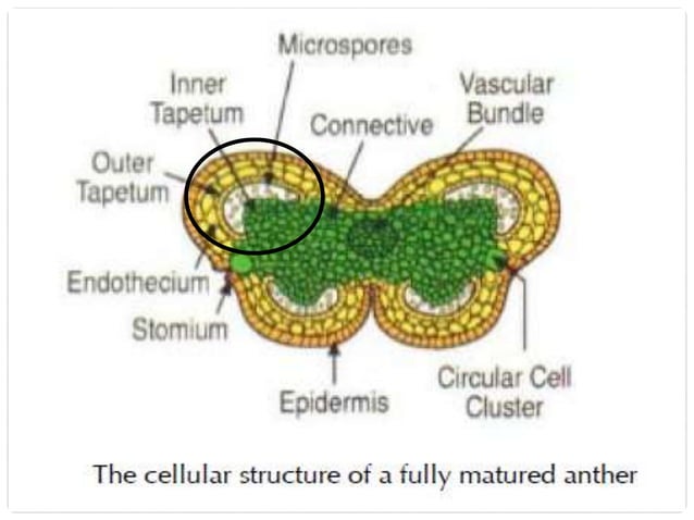 Male sterility, types and utilization in hybrid seed production | PPTX