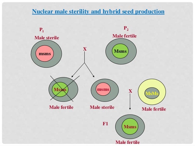 Male sterility, types and utilization in hybrid seed production