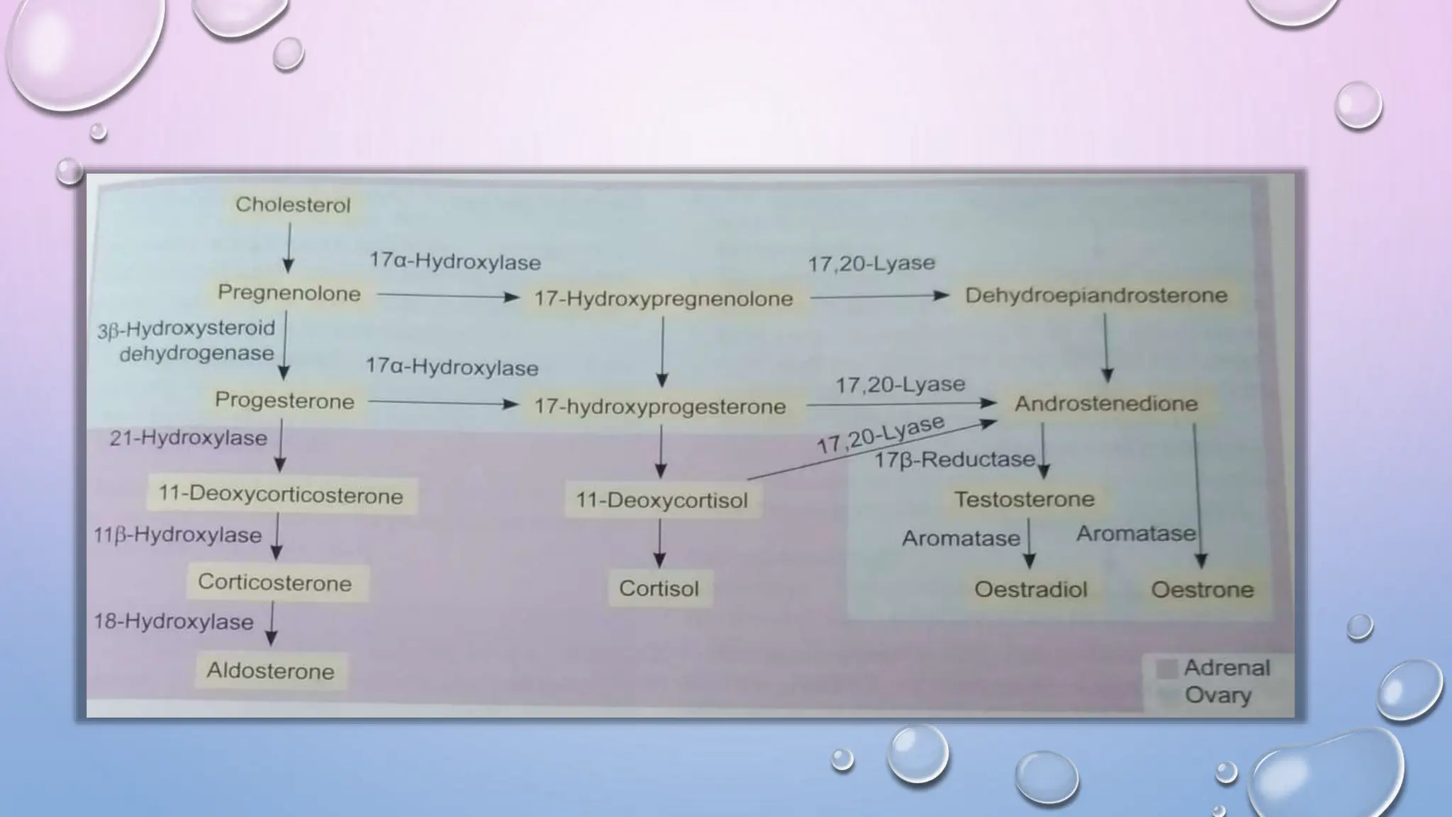 hirsuitism obstetrics presentation ug.pptx