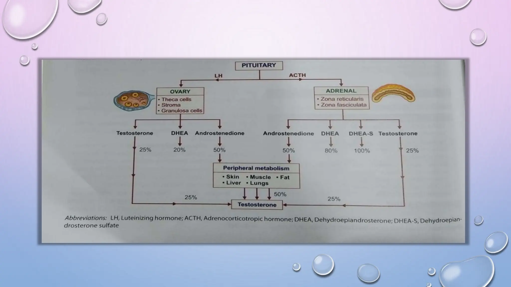 hirsuitism obstetrics presentation ug.pptx