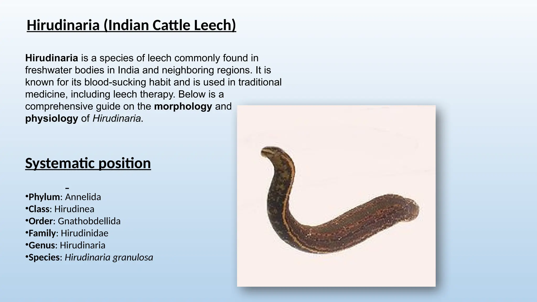 Hirudinaria - ppt -indian cattle leech,, | PPTX