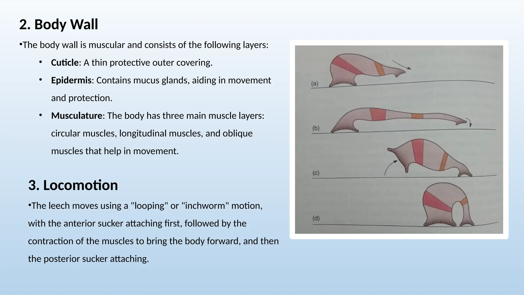 Hirudinaria - ppt -indian cattle leech,, | PPTX
