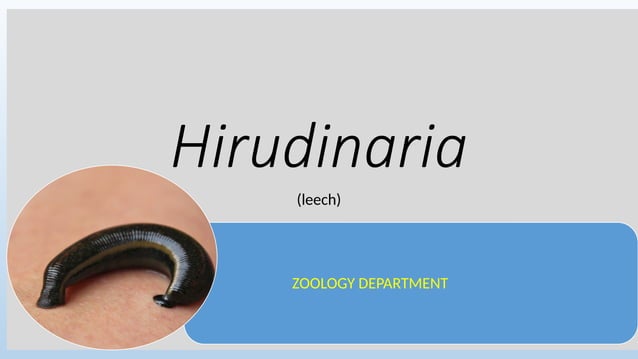 Hirudinaria - ppt -indian cattle leech,, | PPTX | Biological Sciences ...