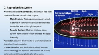 Hirudinaria - ppt -indian cattle leech,, | PPTX