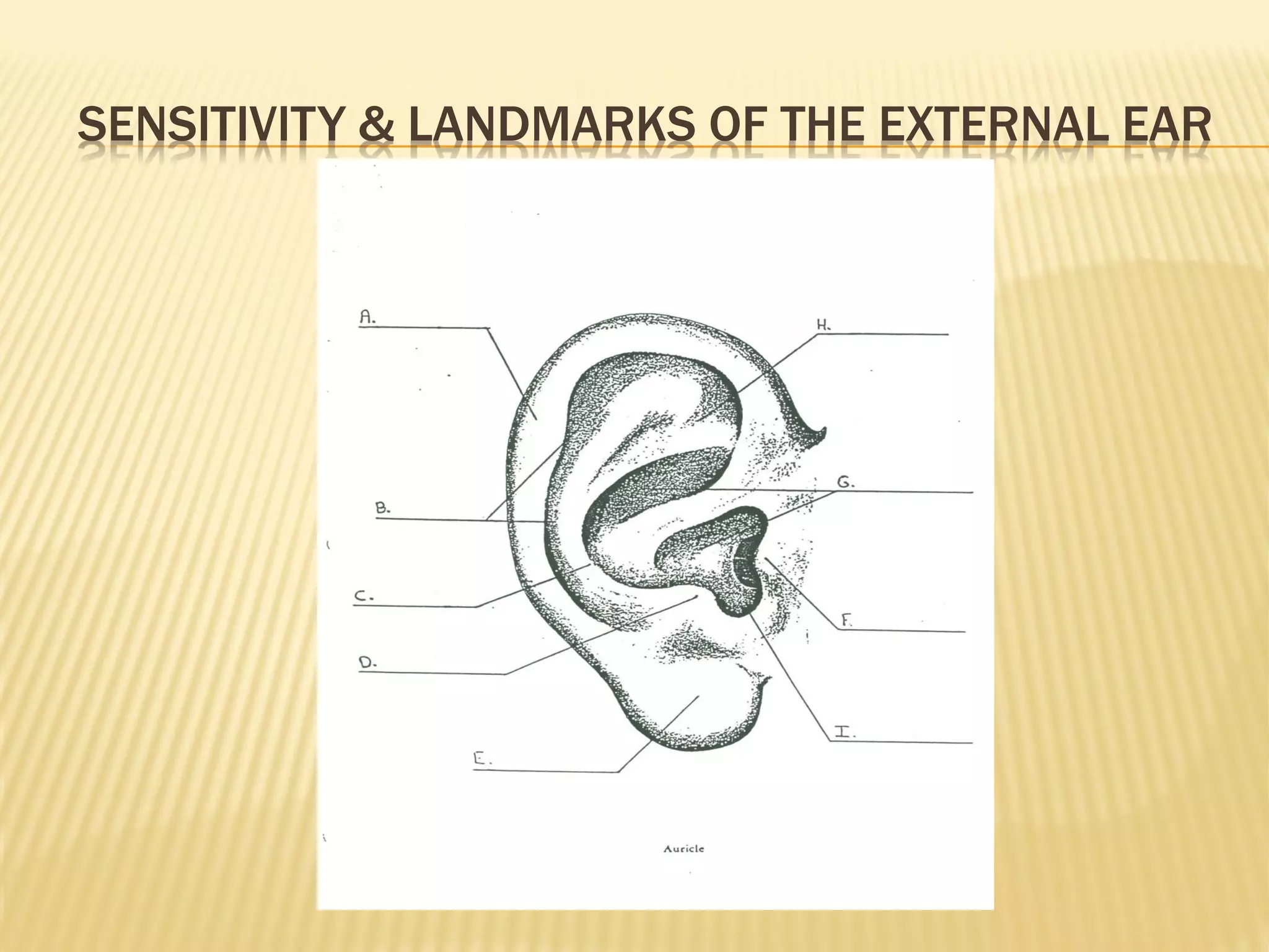 His 125 auditory sensitivity and landmarks of the external ear | PPT