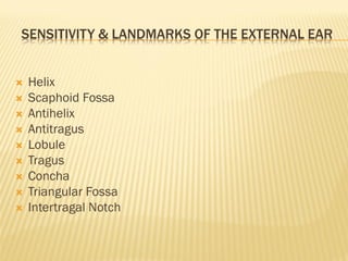HIS 125 Auditory Sensitivity and Landmarks of the External Ear | PPT