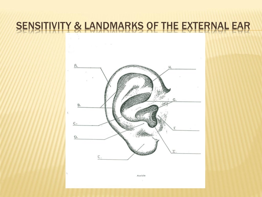 HIS 125 Auditory Sensitivity and Landmarks of the External Ear