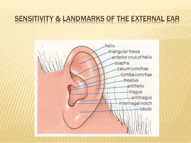 HIS 125 Auditory Sensitivity and Landmarks of the External Ear