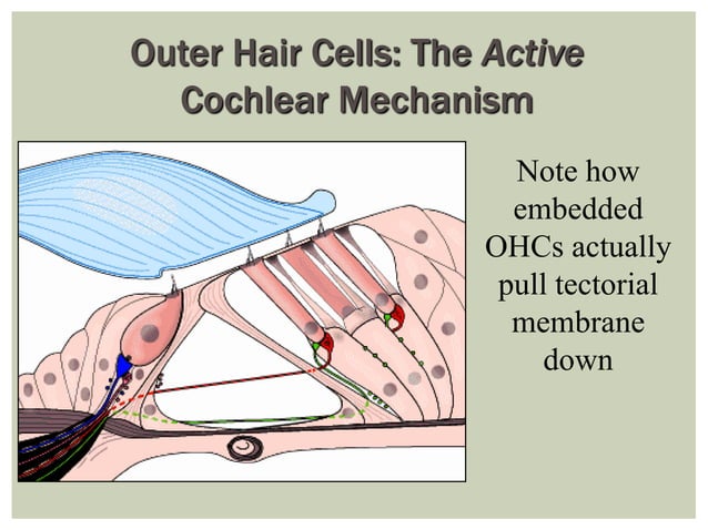 HIS 125 Electrical Potentials, Hair Cells, and the Eighth Nerve | PPT
