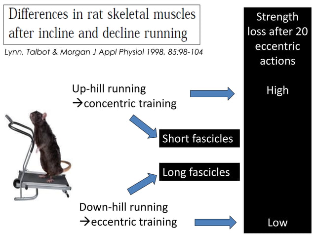 Steven Duhig Hamstring Injury Symposium presentation | PPT