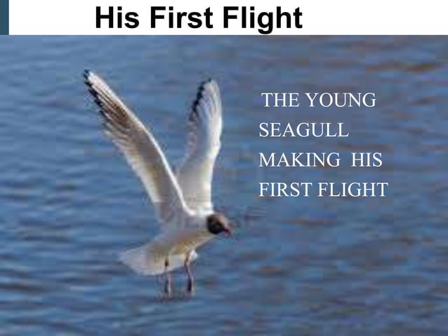 His first flight Class X | PPTX | Air Travel | Travel Type
