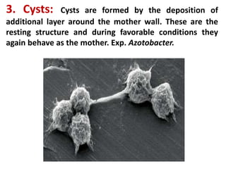 Hisplantpathogenicbacteria-200610085215.pdf | Gardening | Home & Garden
