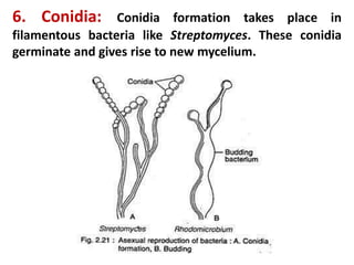 Hisplantpathogenicbacteria-200610085215.pdf