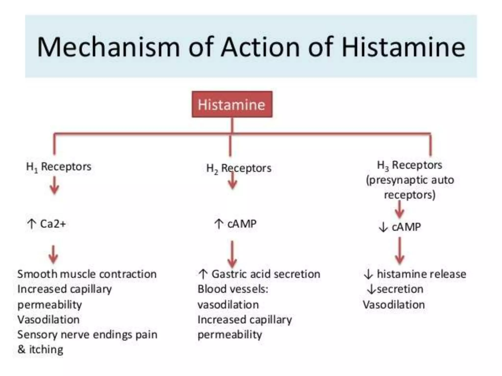 Histamine | PPTX