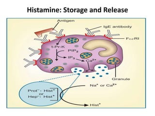 Histamine and antihistamin | PPTX