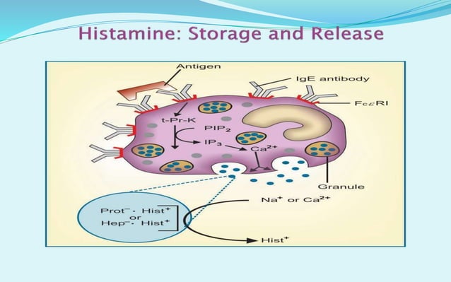 Histamine and antihistamine drugs | PPTX