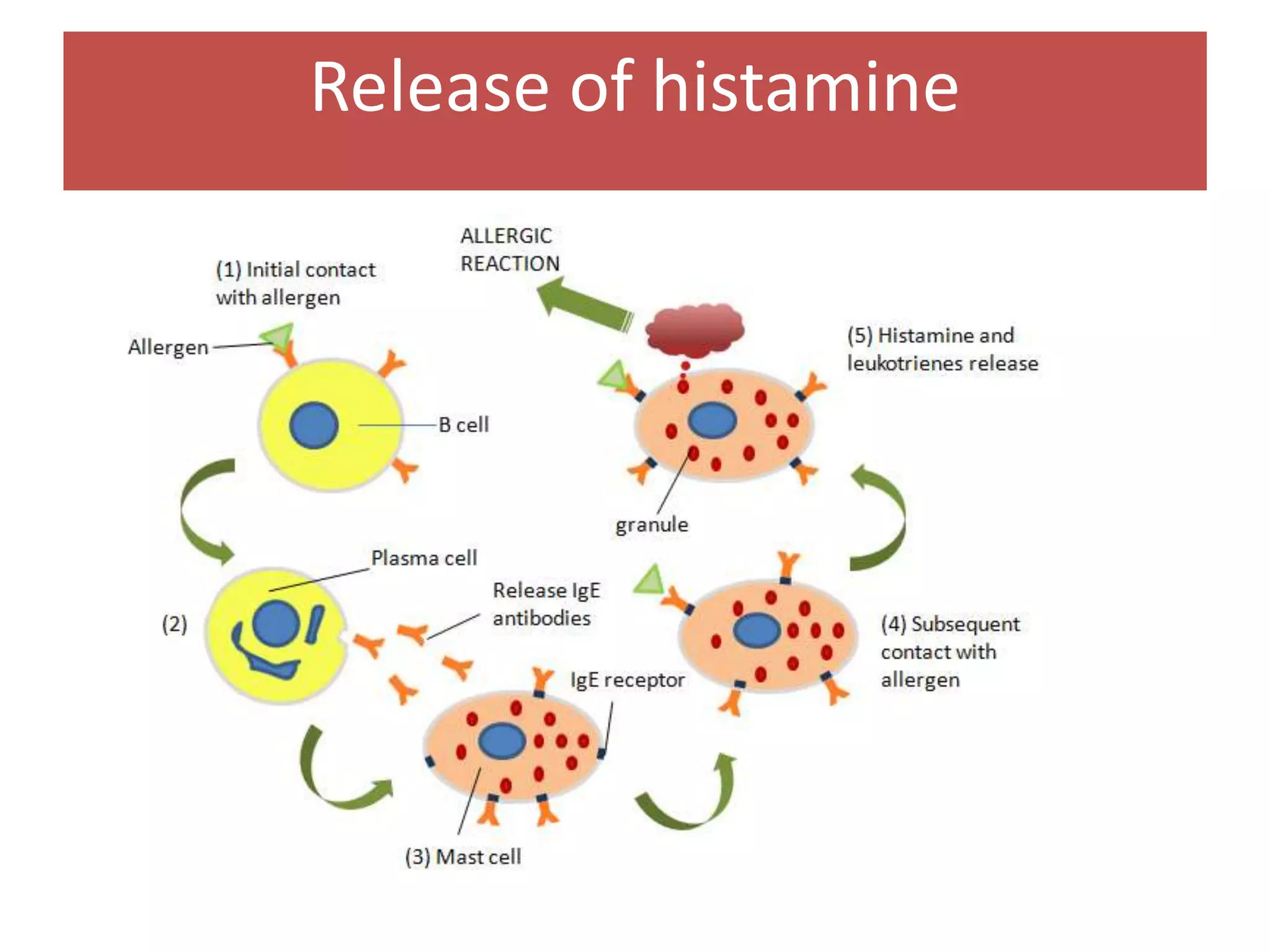 Histamine and antihistaminic | PPTX