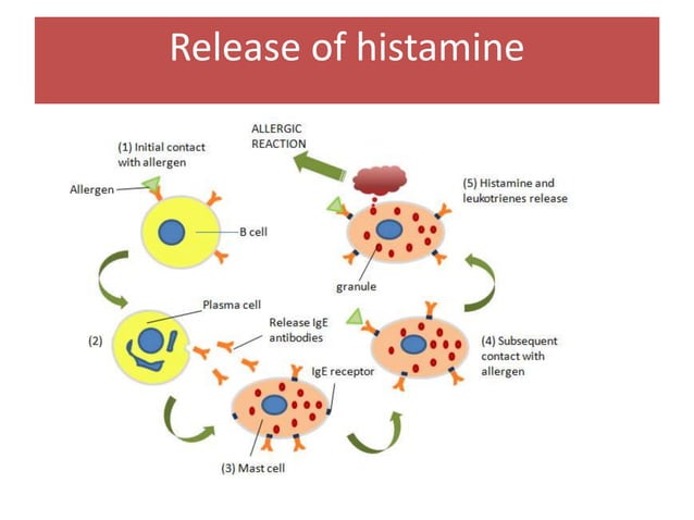 Histamine and antihistaminic | PPTX | Allergies | Diseases and Conditions