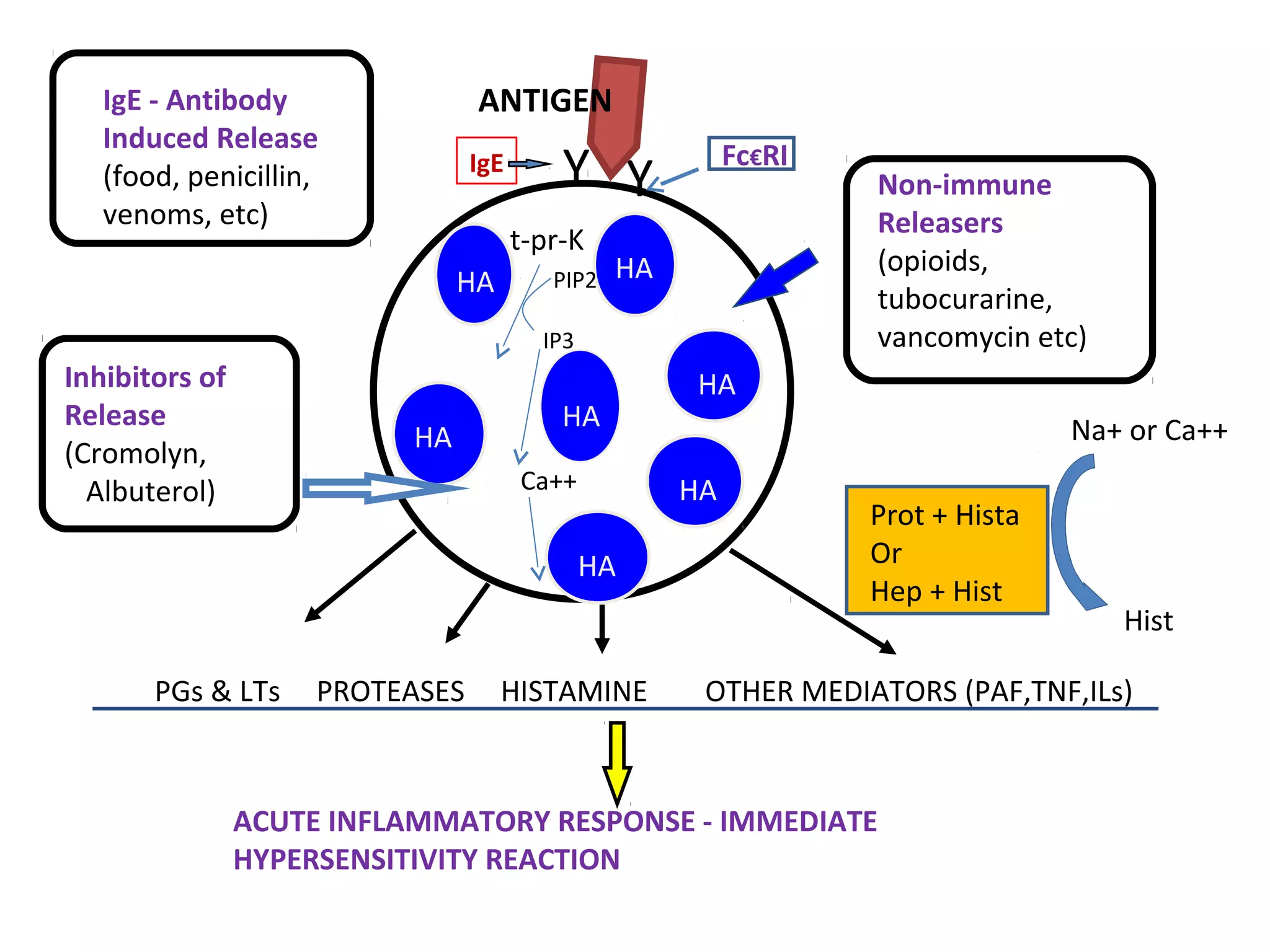 Histamine and antihistaminics | PPT