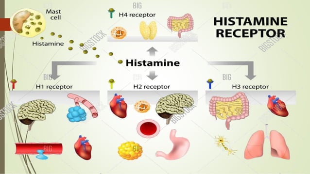 histamine receptors and histamine intolerance.pptx | Allergies ...
