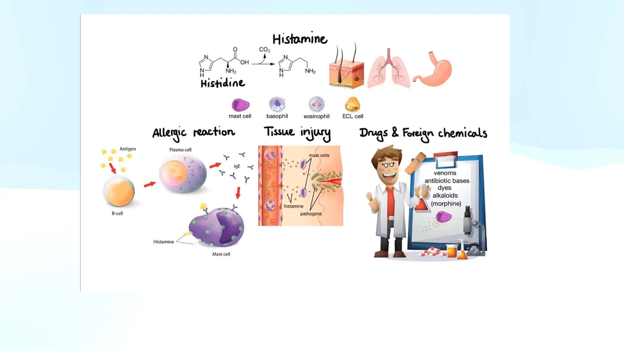 Histamines and anti histamines.presentation | PPTX