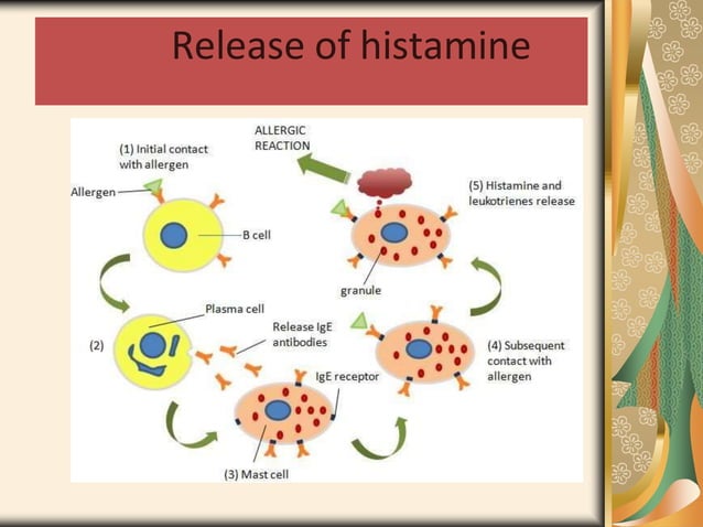 Histamines and antihistamines mbbs | PPTX | Allergies | Diseases and ...