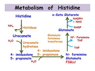 Histidine metabolism | PPTX
