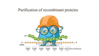 Affinity Chromatography | Histidine Nickel Affinity Column | PPTX