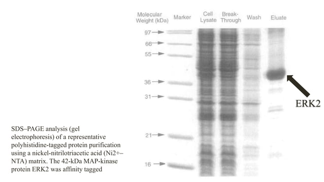 Affinity Chromatography | Histidine Nickel Affinity Column | PPTX