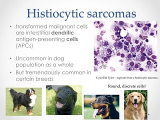 What Is Histiocytic Sarcoma Dogs