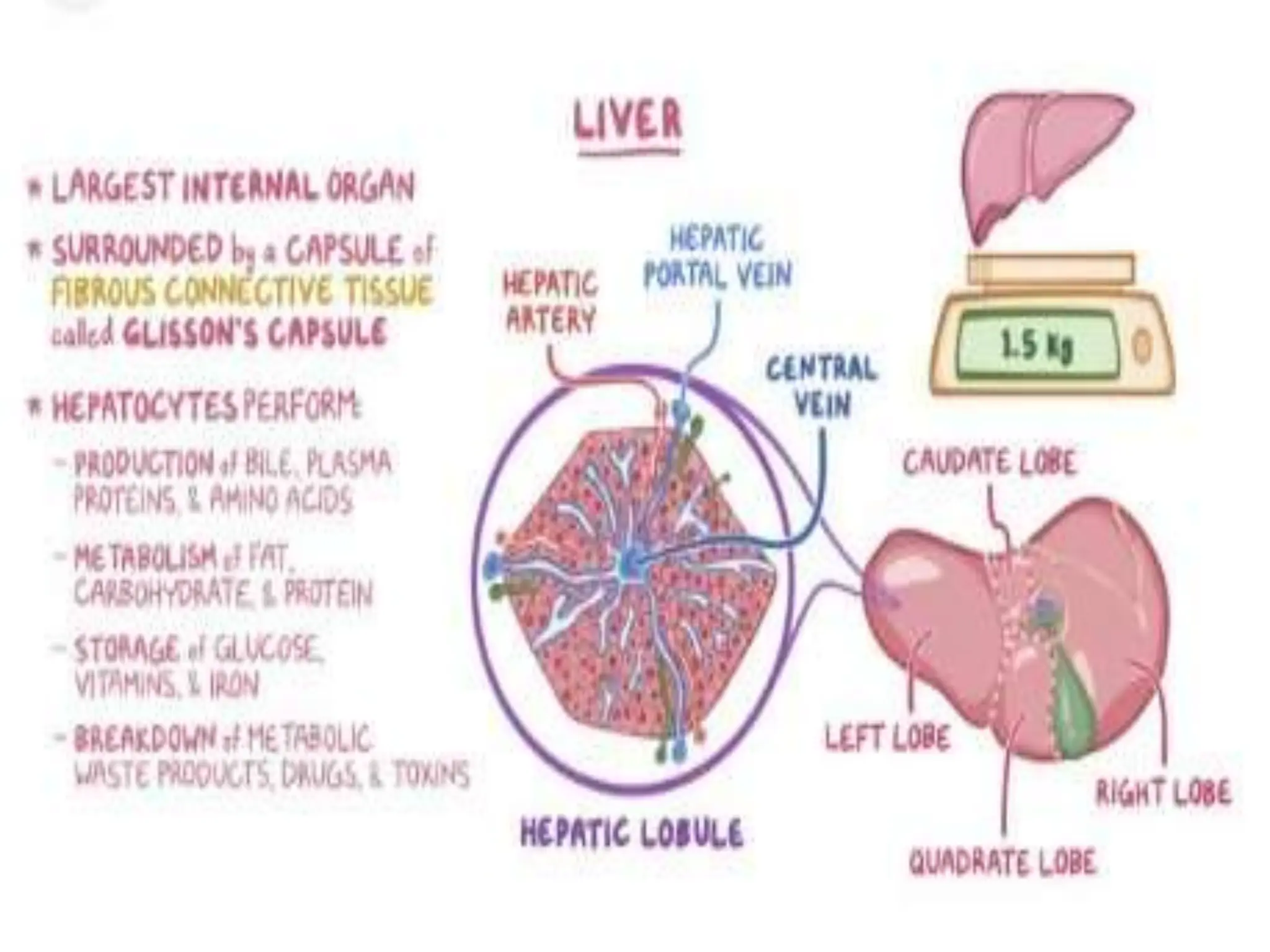Histlogy of Liver.pptx
