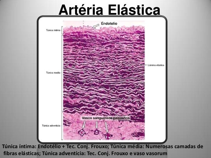 Monitoria – Lâminas Histológicas 03